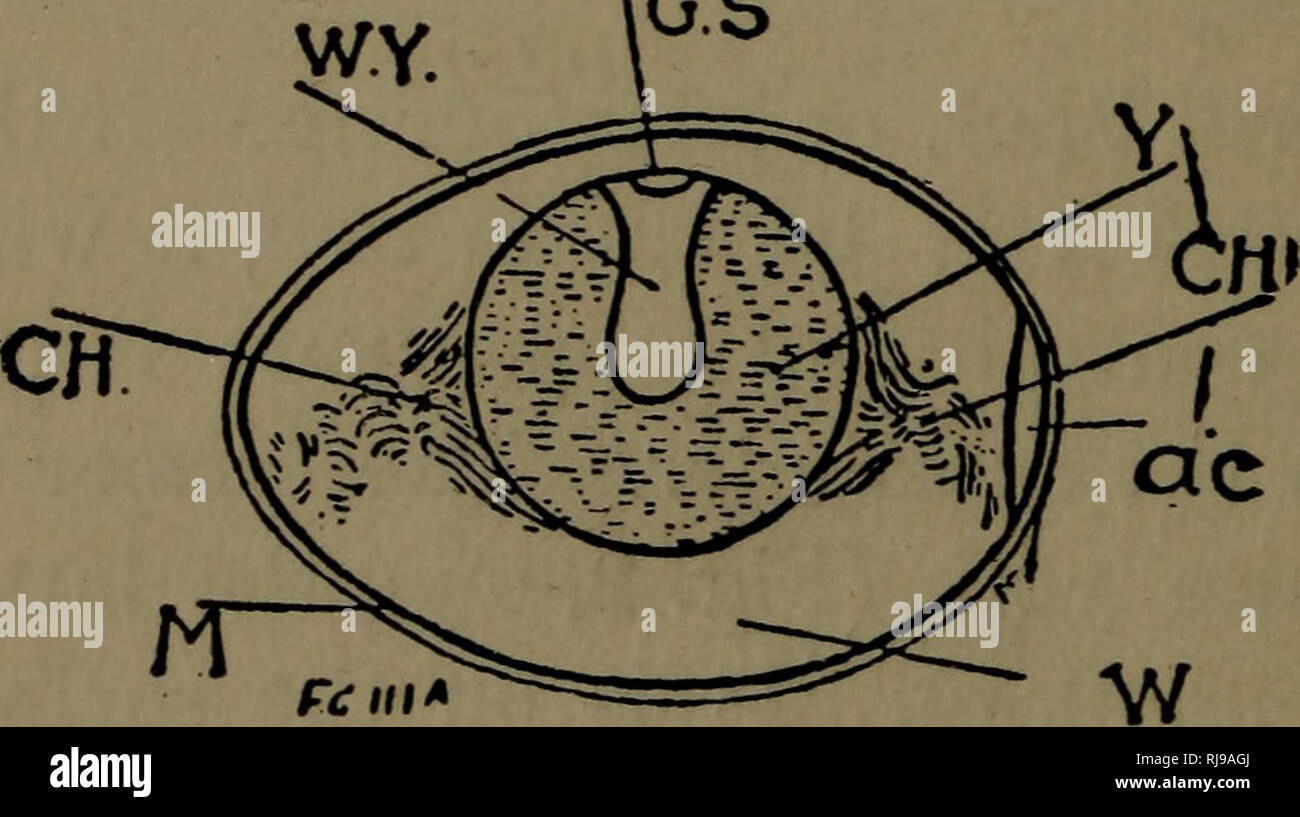 Chicken embryo development hi-res stock photography and images - Alamy