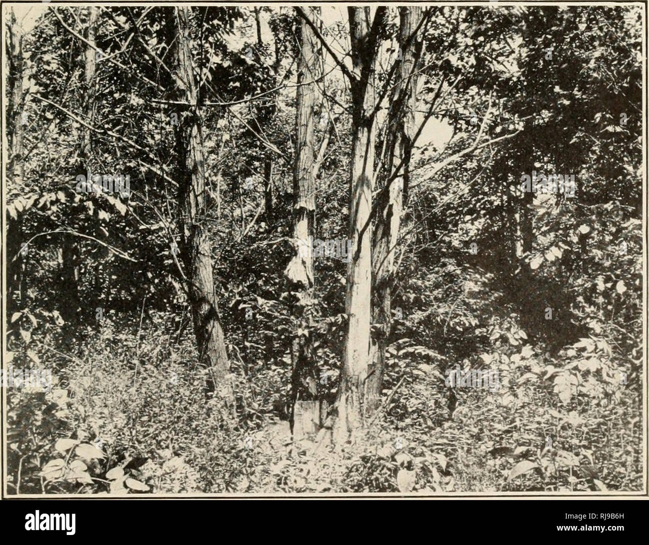 . Chestnut tree blight. Chestnut. Fig. 1.—Dead and Dying Sprout Growth ...