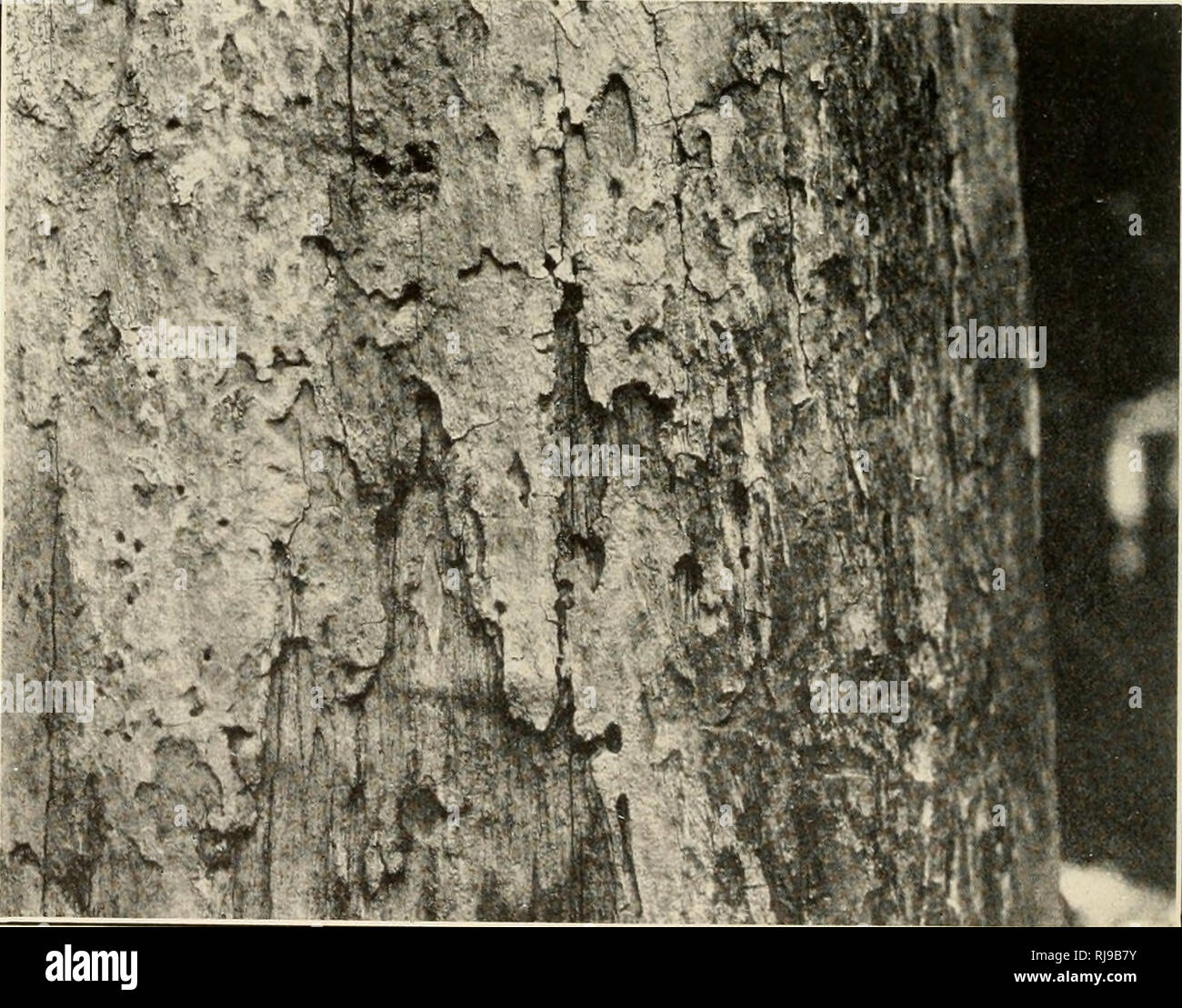 Stages of the chestnut hi-res stock photography and images - Alamy