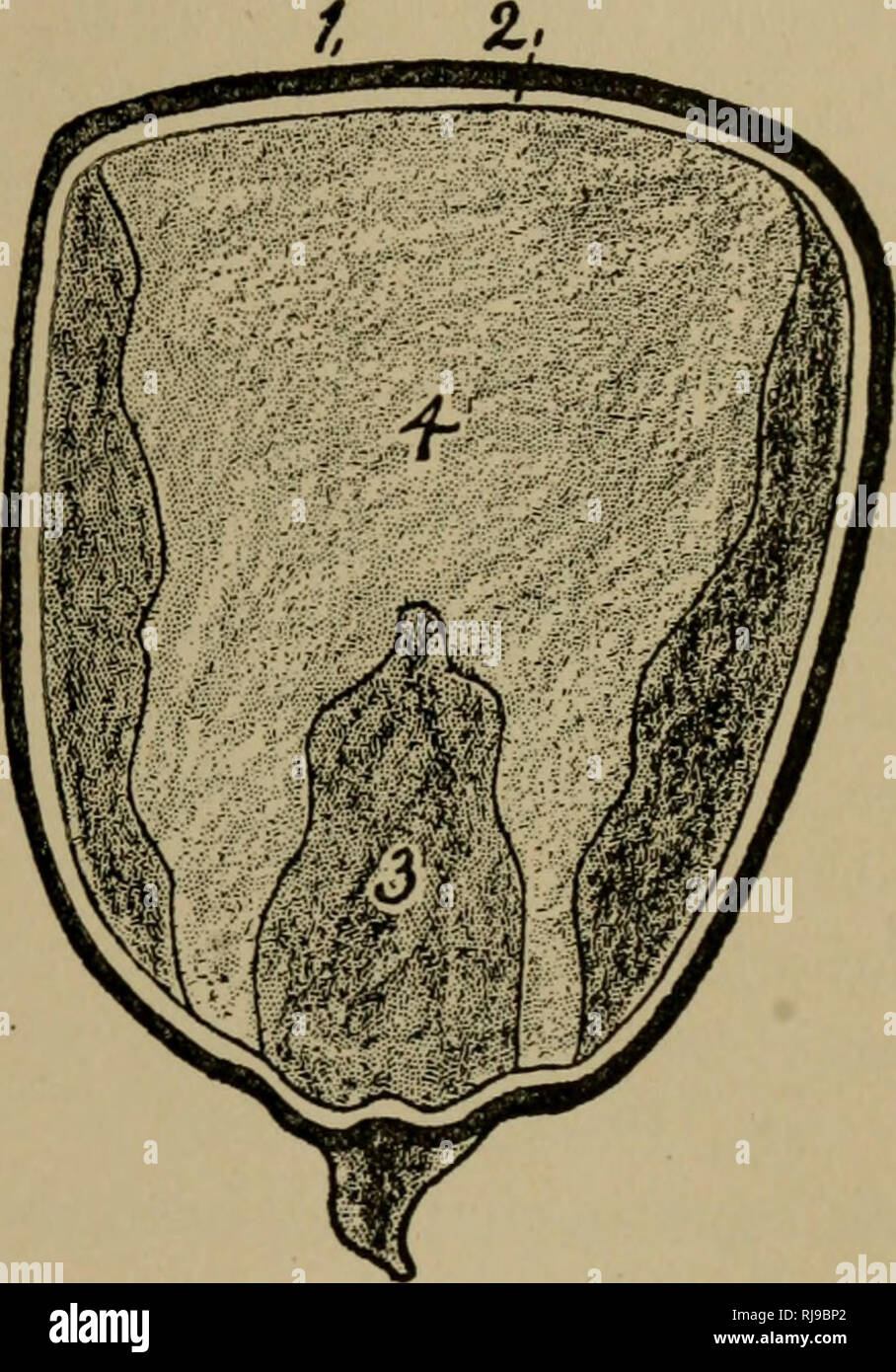 Maize Seed Structure