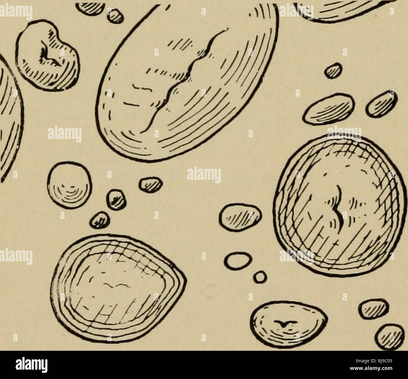 . The chemistry of plant and animal life. Agricultural chemistry. 174 ...