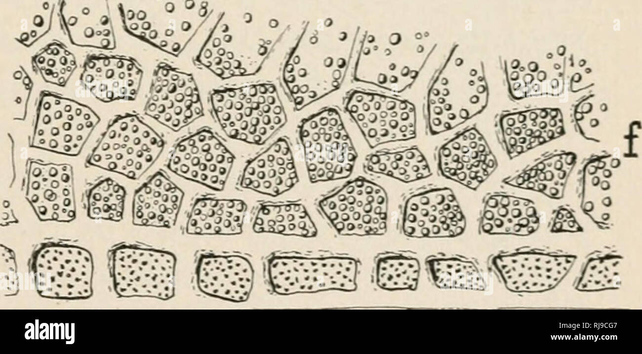 Corn germ oil hi-res stock photography and images - Alamy