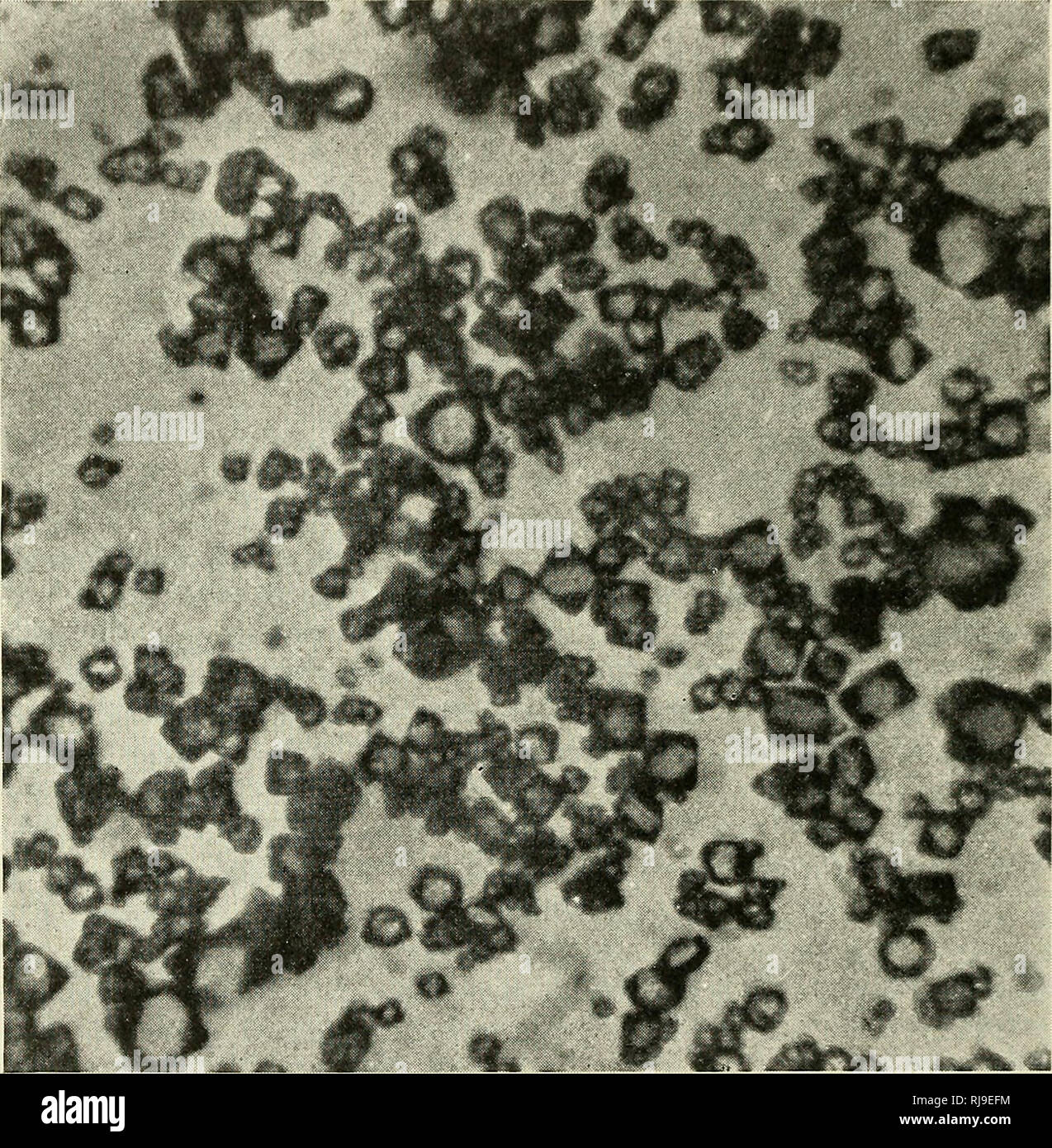 Tobacco particles hi-res stock photography and images - Alamy