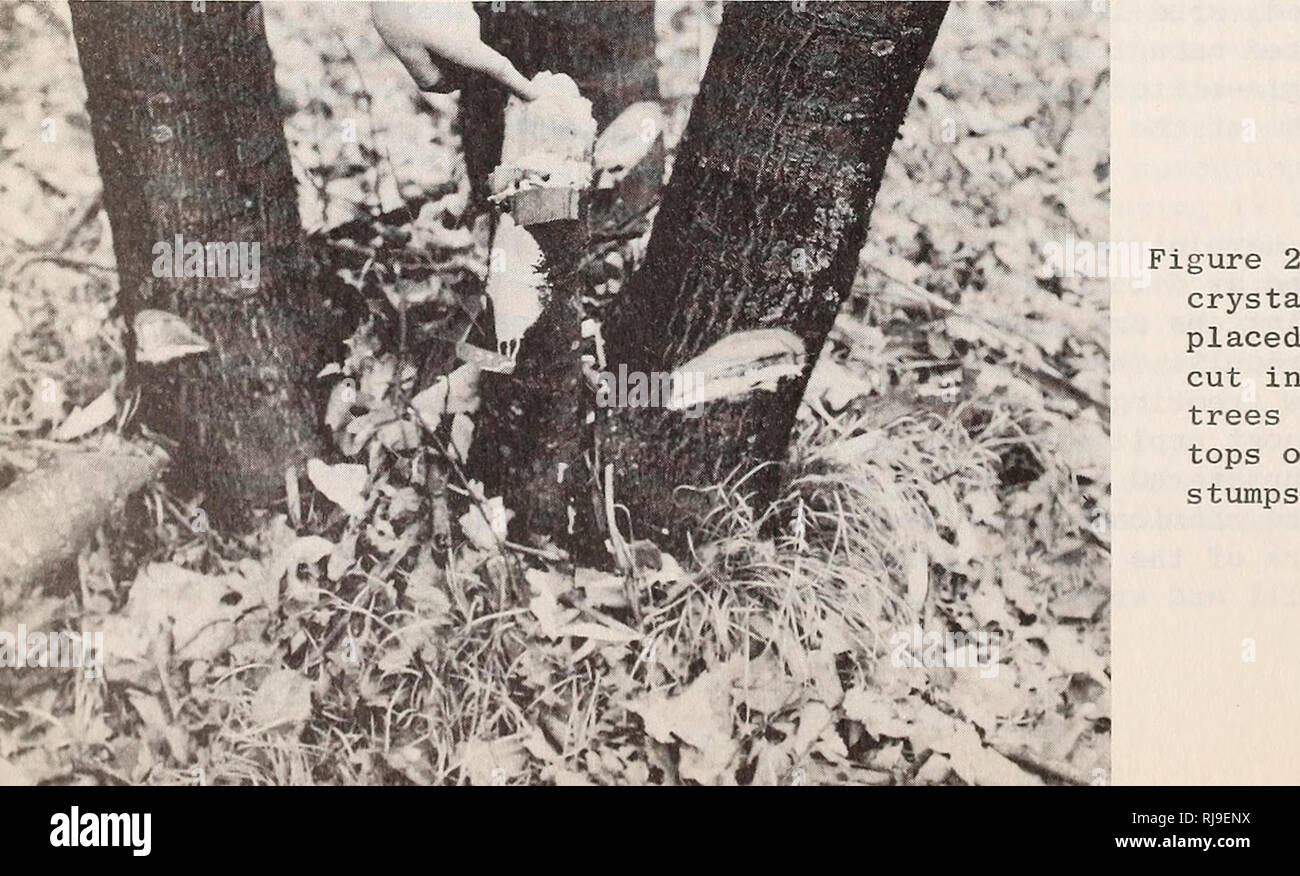 . Chemical control of brush and trees in the lake states : a review of ...