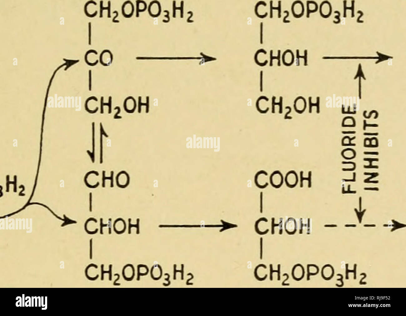 . The chemical activities of bacteria. Bacteria. ETHYL ALCOHOL ...