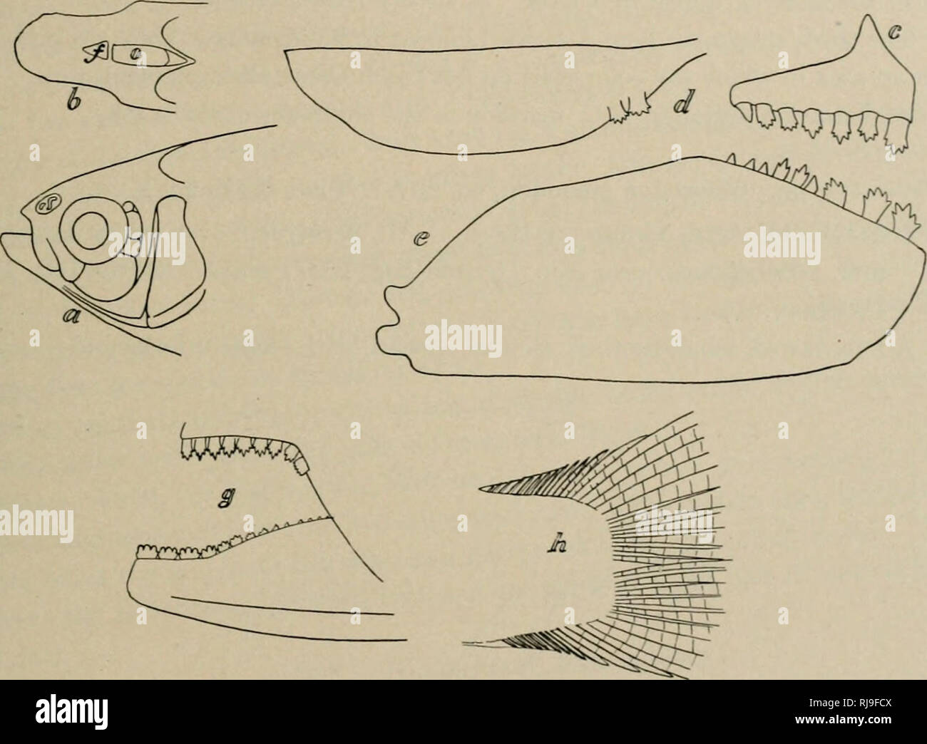 . The Cheirodontinae : a subfamily of minute characid fishes of South ...