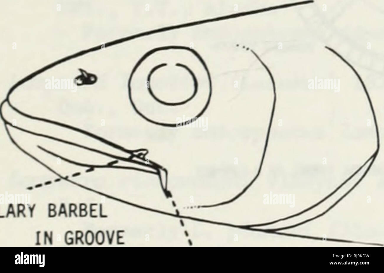 . Checklist of Canadian freshwater fishes with keys for identification ...