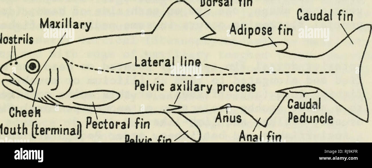 . A checklist of Canadian Atlantic fishes with keys for identification ...