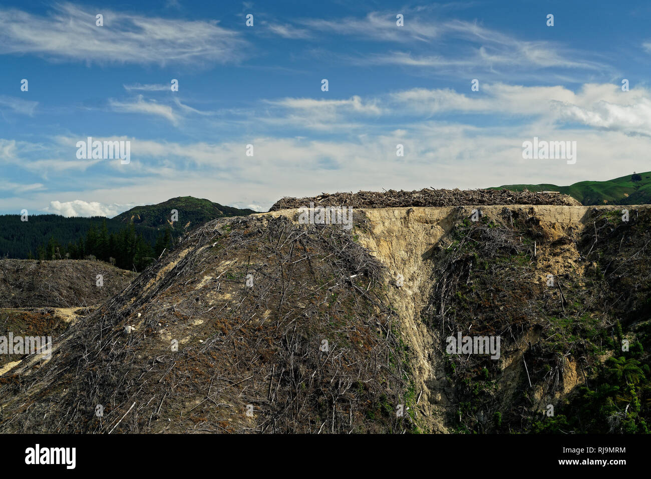 Typical plantation forestry block in the Nelson region of New Zealand ...