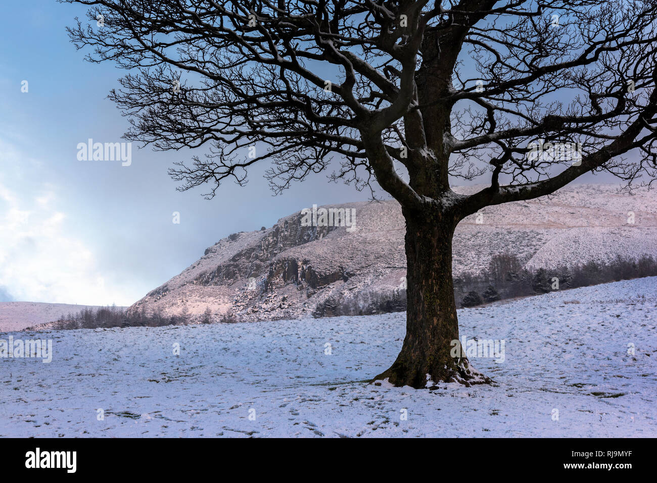 Tree and rock face at Dovestone Reservoir, Greenfield, Oldham ...