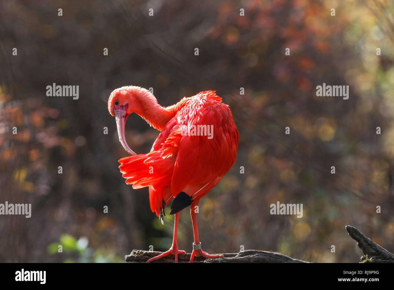 Vogel rot hi-res stock photography and images - Alamy