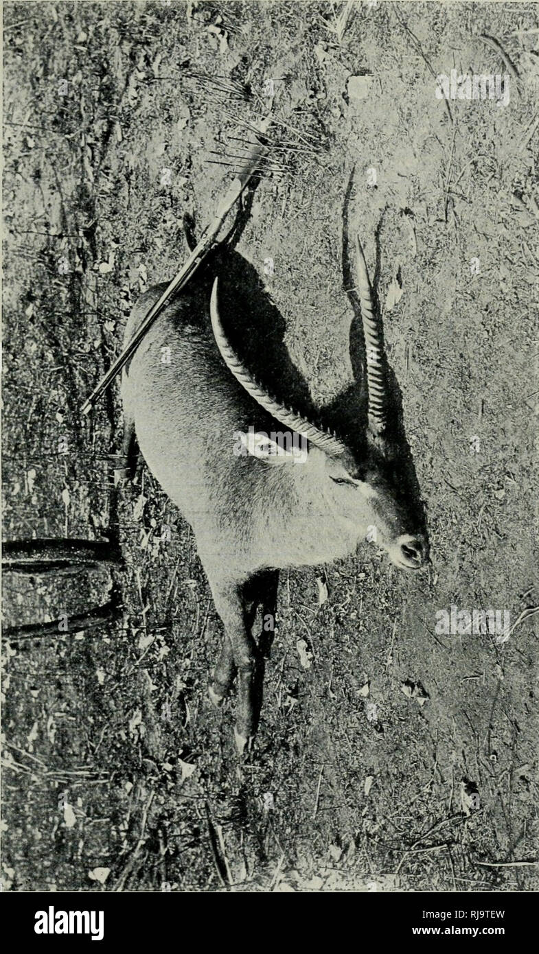 Zamba High Resolution Stock Photography and Images - Alamy