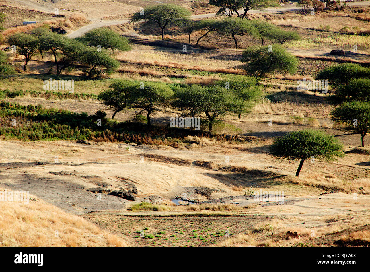 Top view of umbrella shaped trees from hill at Girijatmaka Vinayaka ...