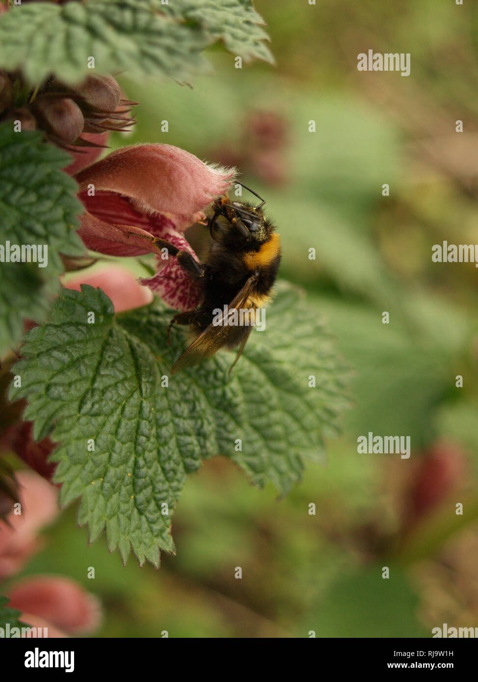 Bumblebee side view hi-res stock photography and images - Alamy