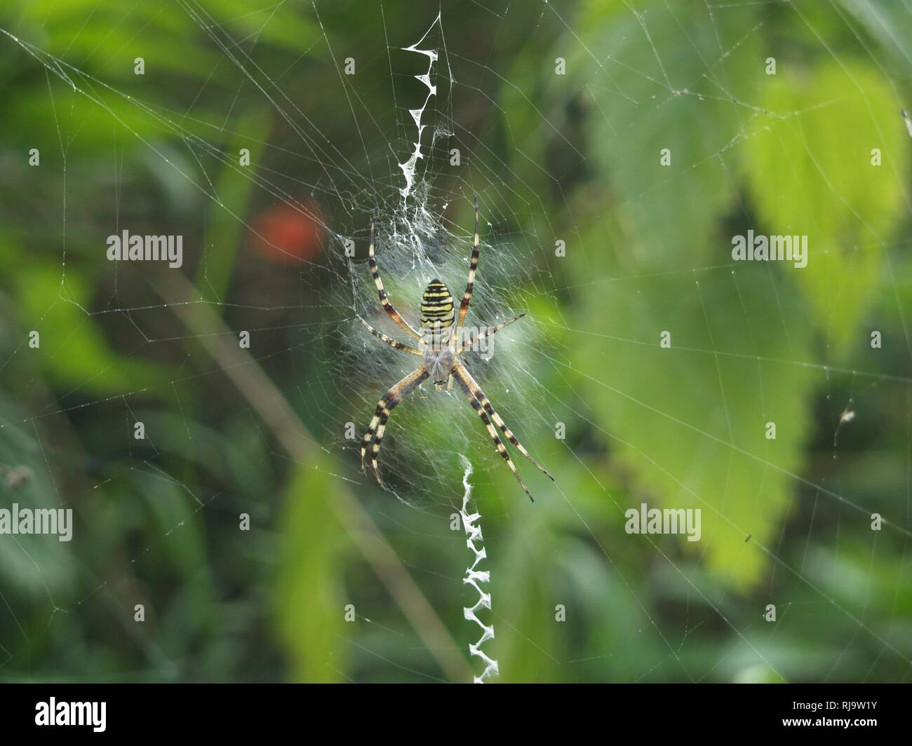 Zebra and tigers hi-res stock photography and images - Alamy