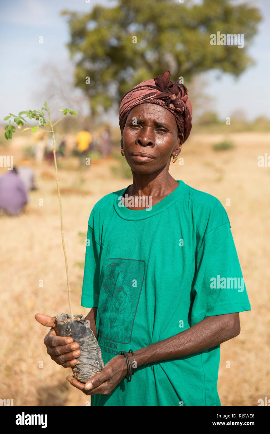 Neem sapling hi-res stock photography and images - Alamy