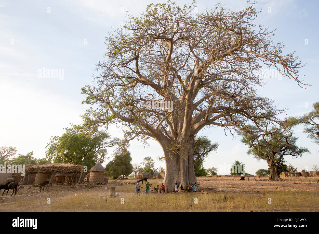 Old baobab tree hi-res stock photography and images - Alamy