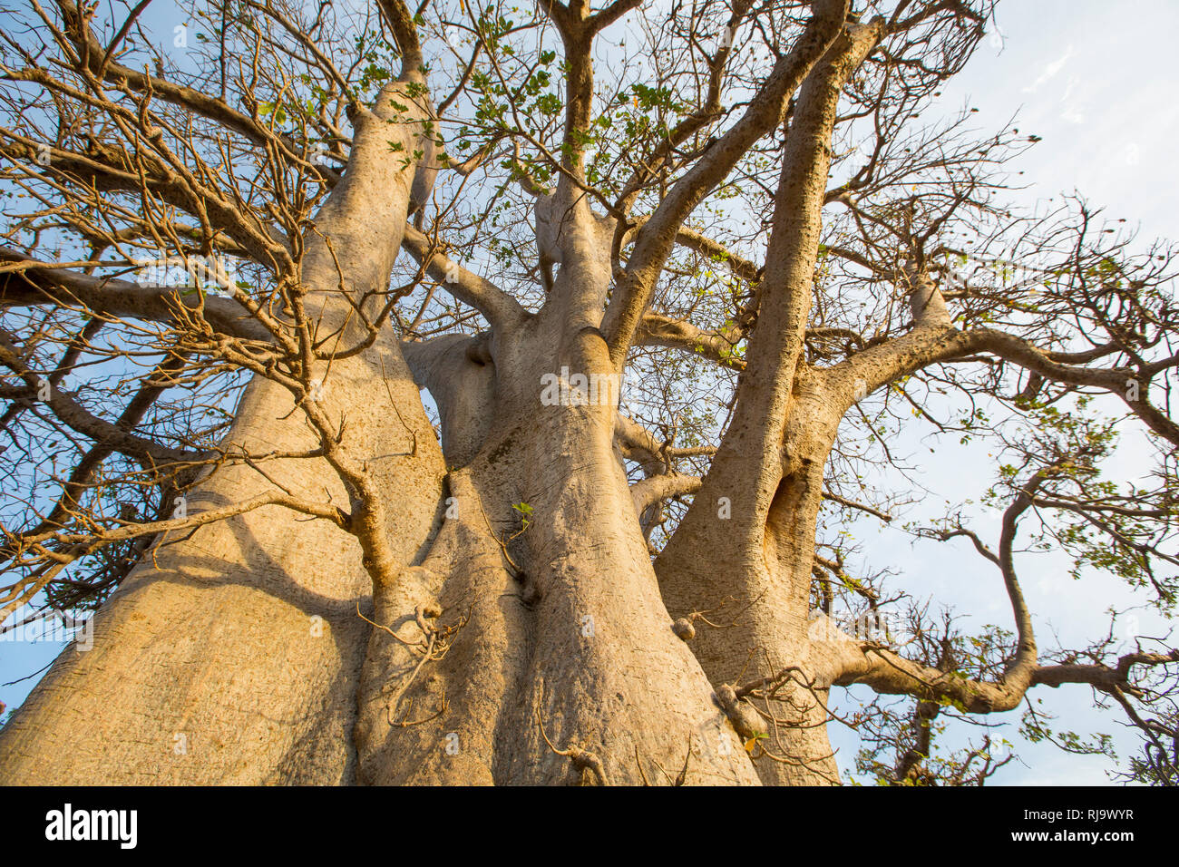 African baobab tree hi-res stock photography and images - Alamy