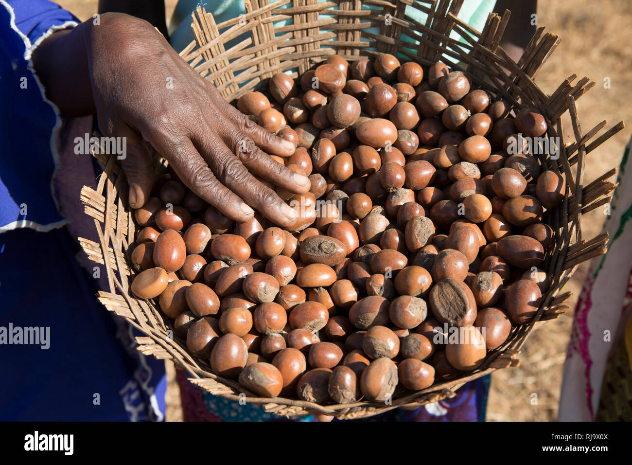 Shea tree hi-res stock photography and images - Alamy