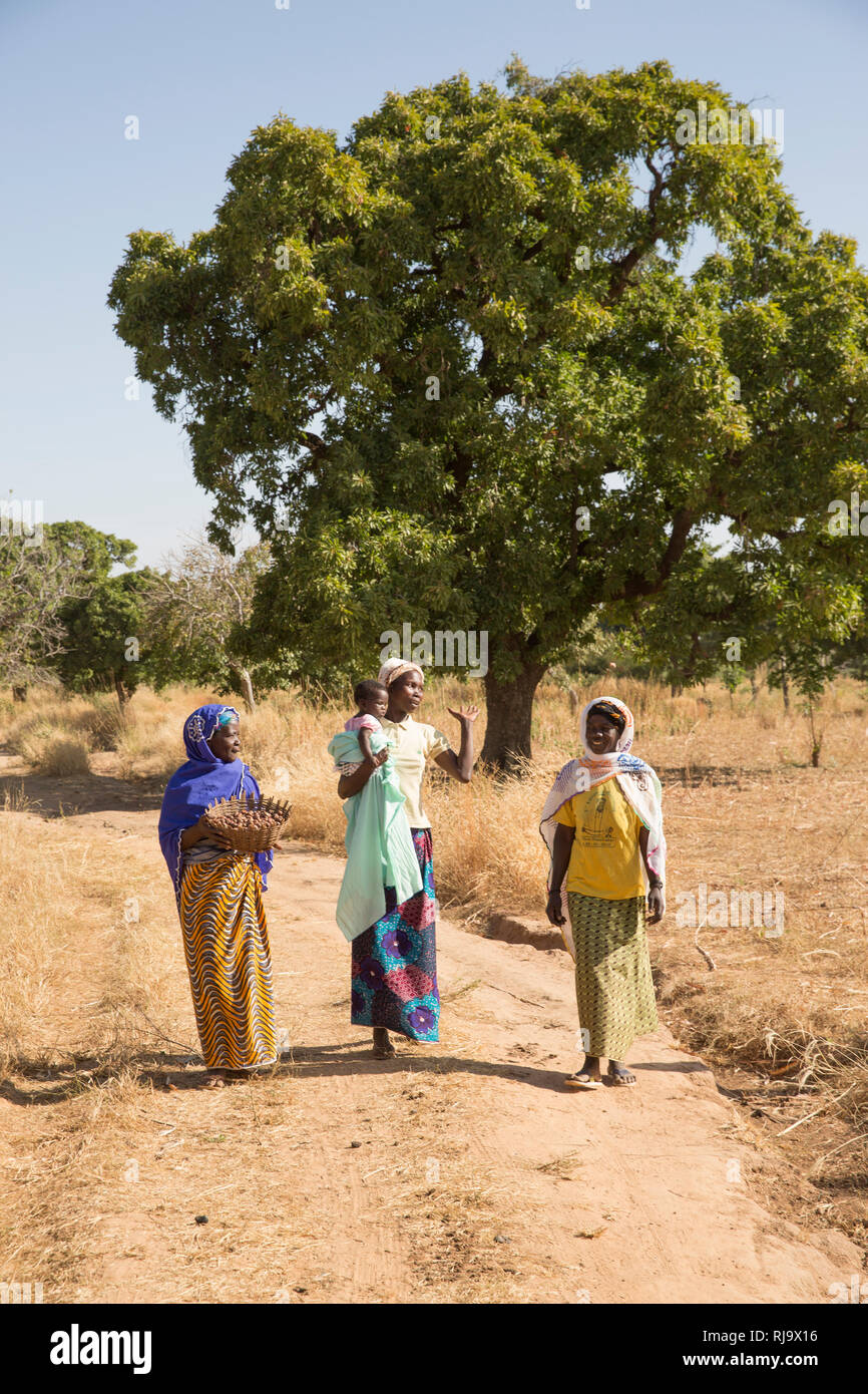 Shea tree hi-res stock photography and images - Alamy