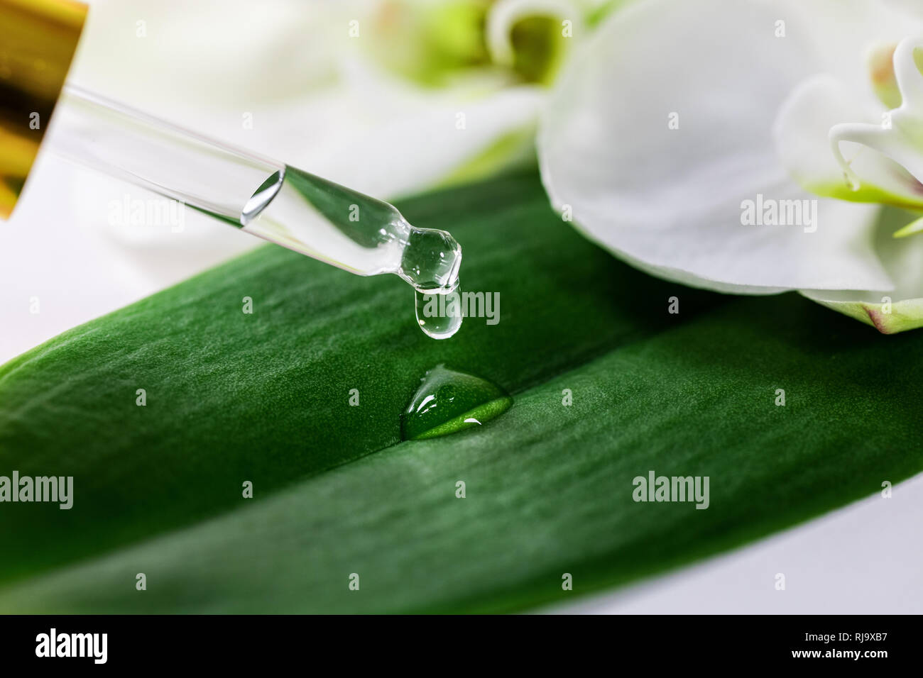 essential oil drop falling on green leaf from glass dropper Stock Photo ...