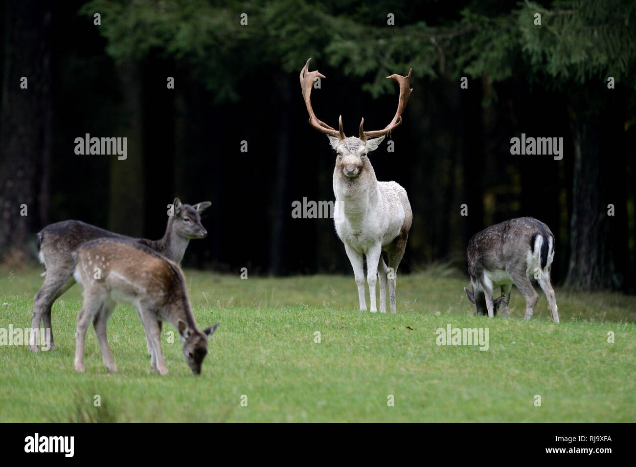 Damwild Brunftzeit High Resolution Stock Photography and Images - Alamy