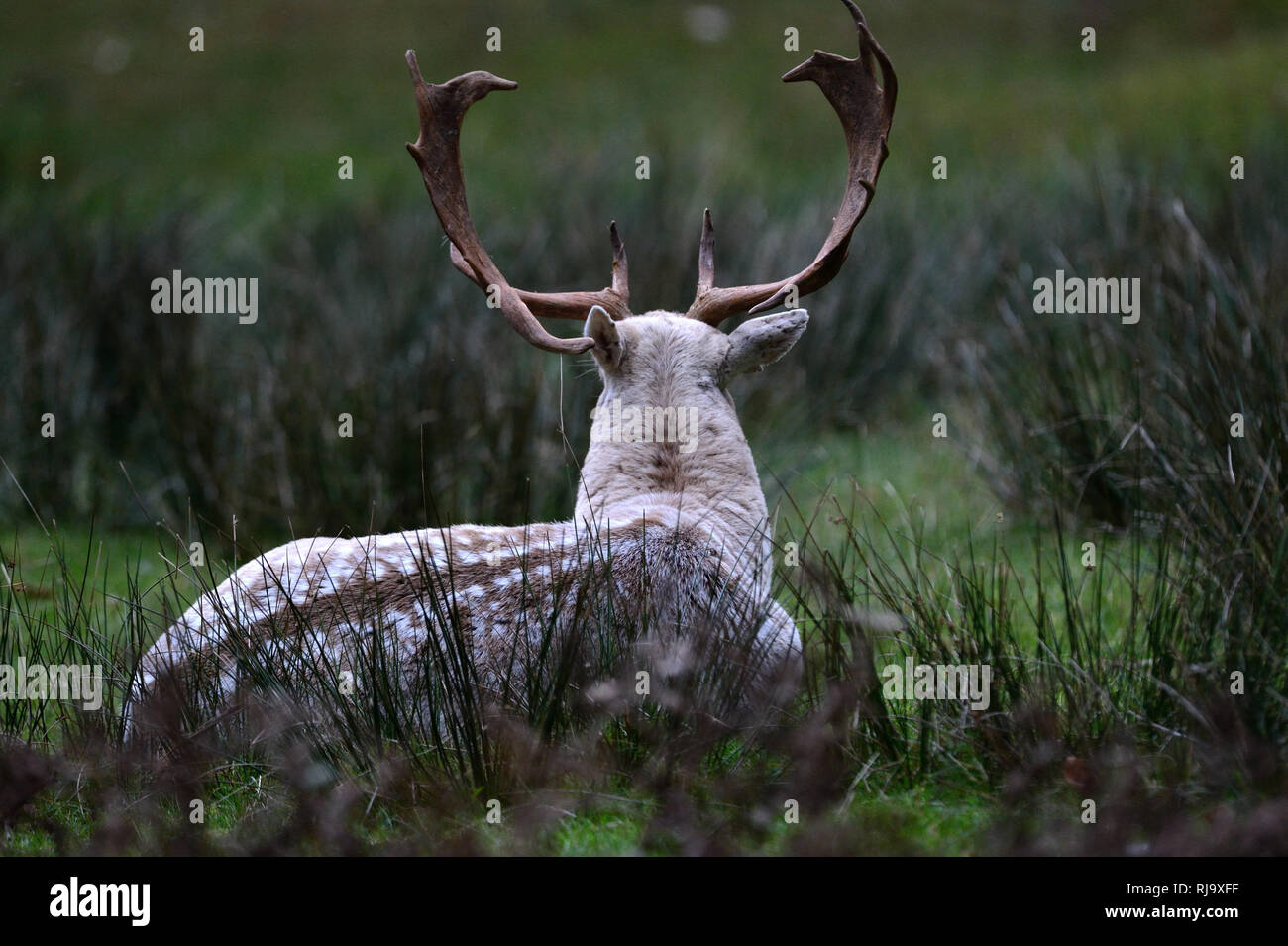 Damwild brunftzeit hi-res stock photography and images - Alamy