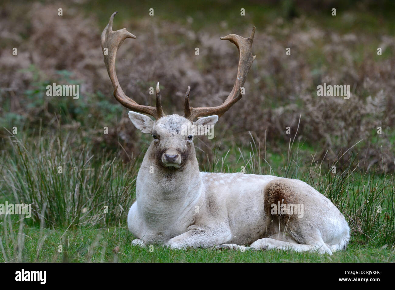 Damwild brunftzeit hi-res stock photography and images - Alamy