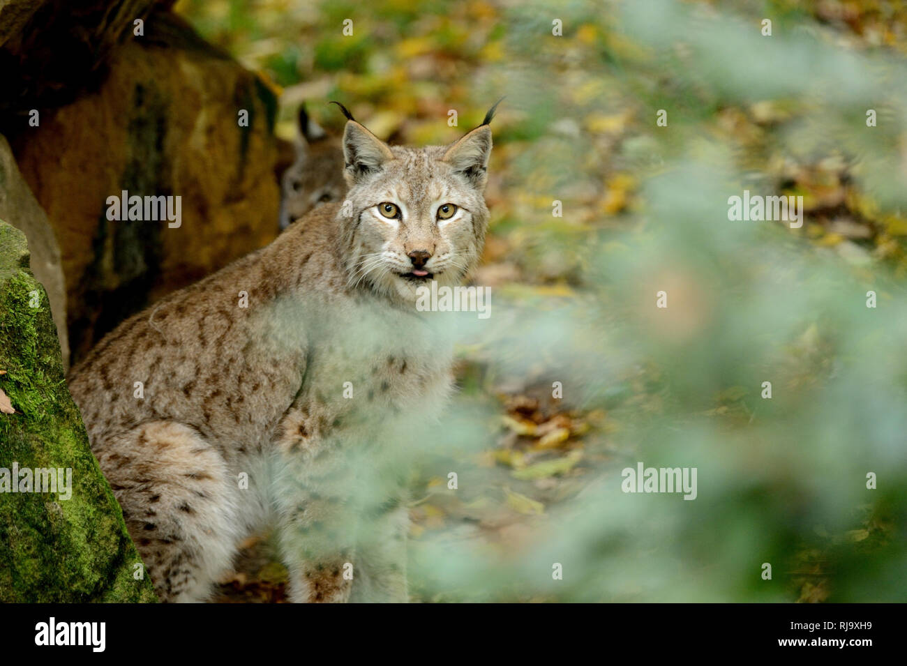 Luchse hi-res stock photography and images - Alamy