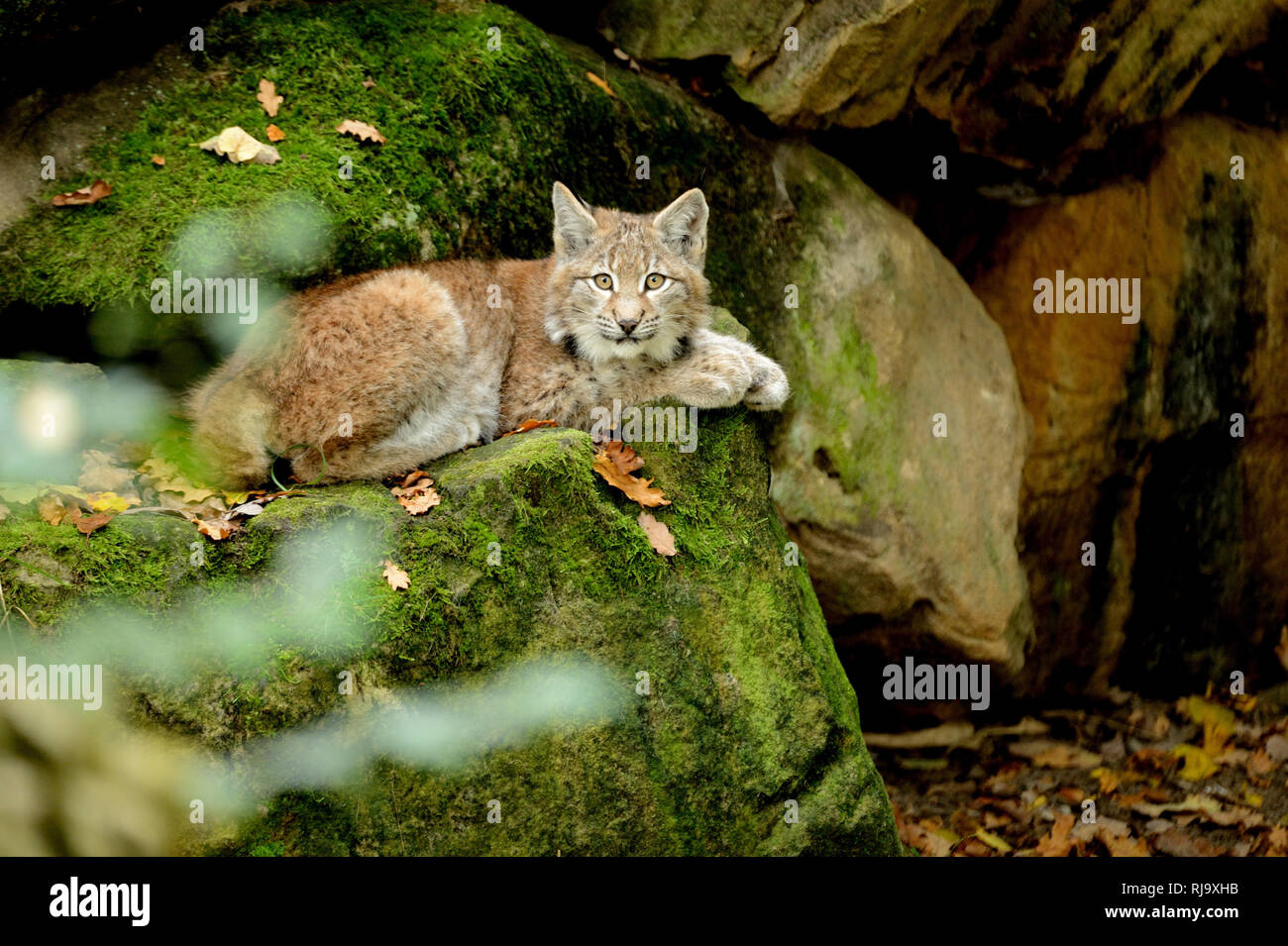 Luchse hi-res stock photography and images - Alamy