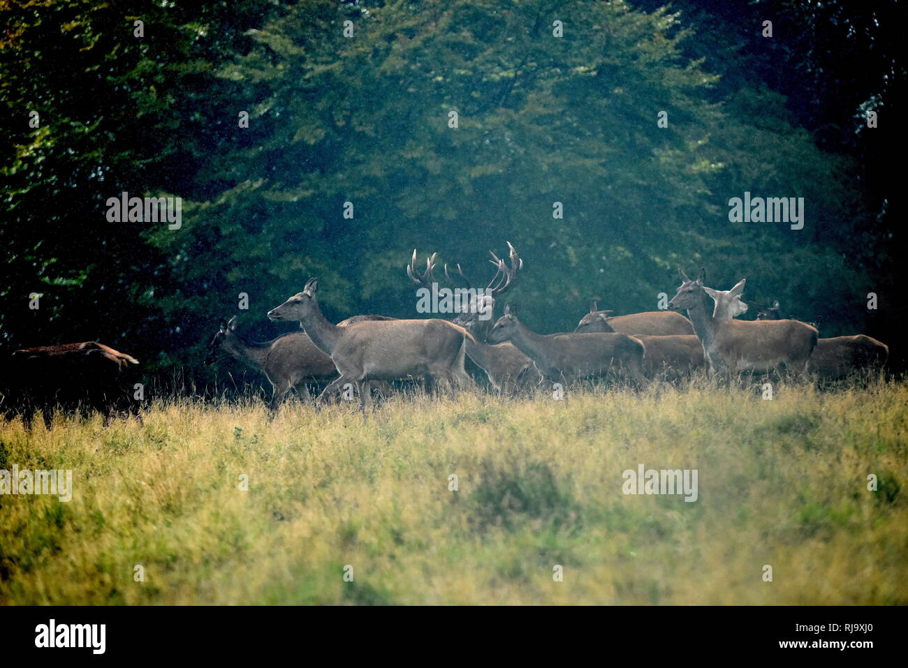 Heimisches wild hi-res stock photography and images - Alamy