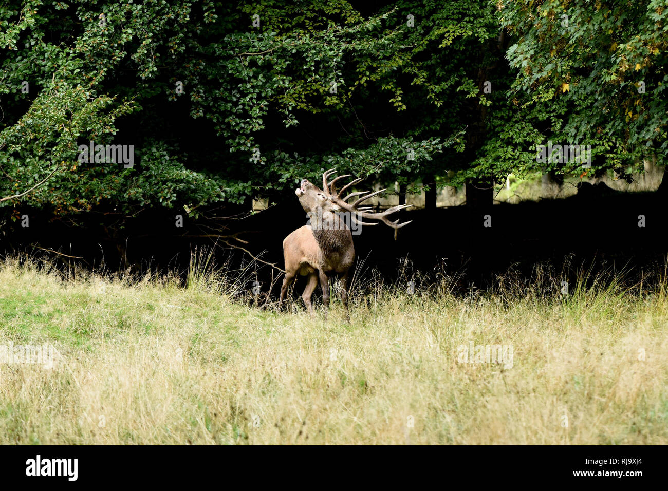 Rothirsch Rudel High Resolution Stock Photography and Images - Alamy