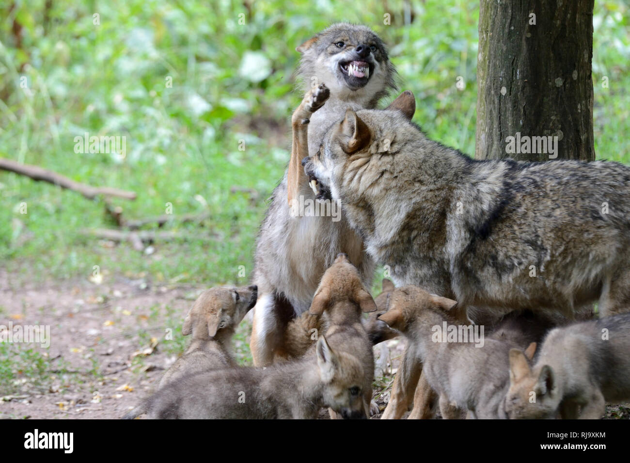 Grauwolf hi-res stock photography and images - Alamy