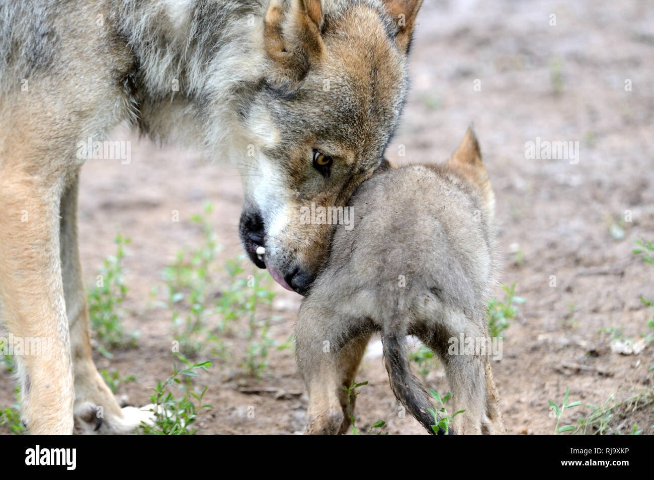 Grauwolf hi-res stock photography and images - Alamy