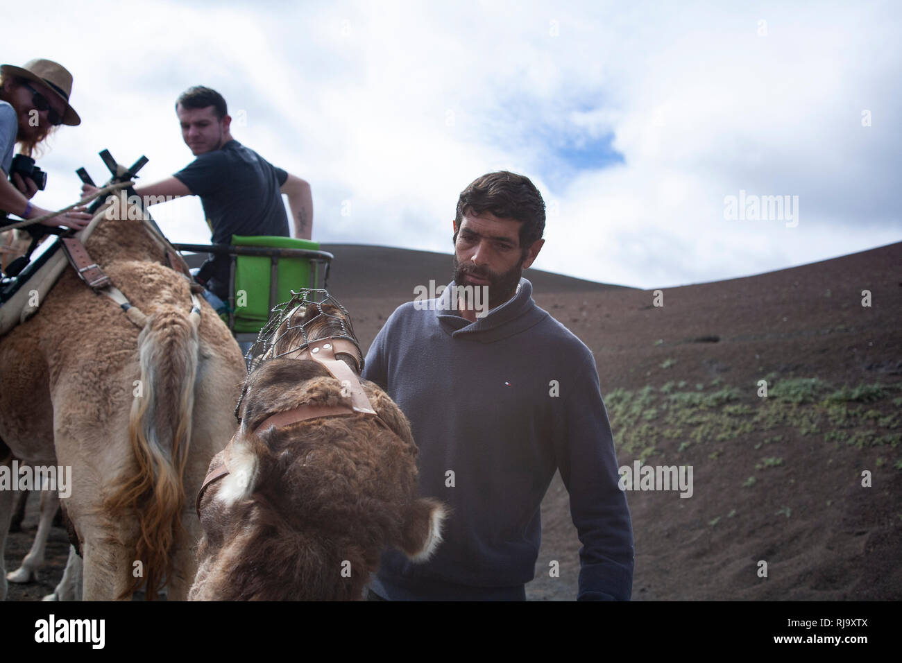 Camel group young hi-res stock photography and images - Alamy