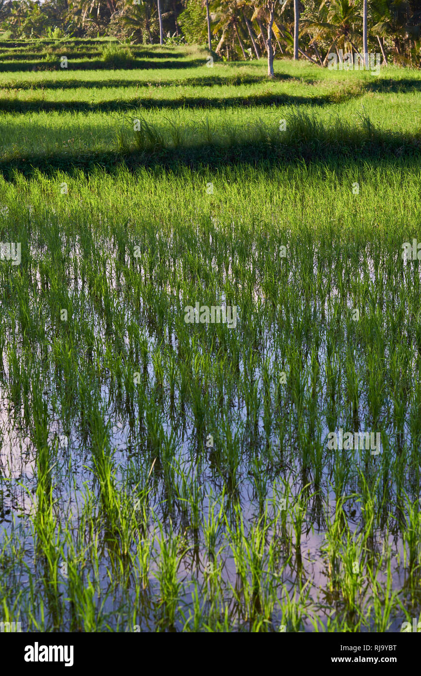 Lush abundant rice fields hi-res stock photography and images - Alamy