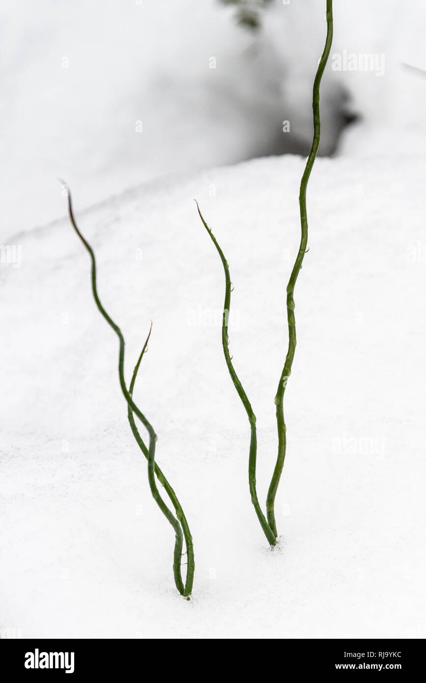 Juncus effusus spiralis dwarf hi-res stock photography and images - Alamy