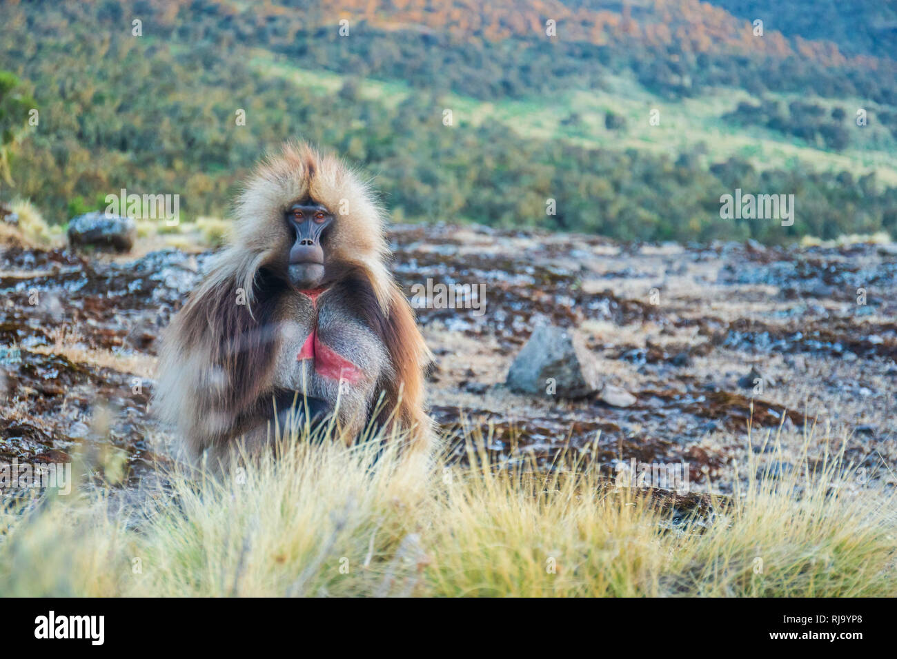 Male gelada hi-res stock photography and images - Alamy