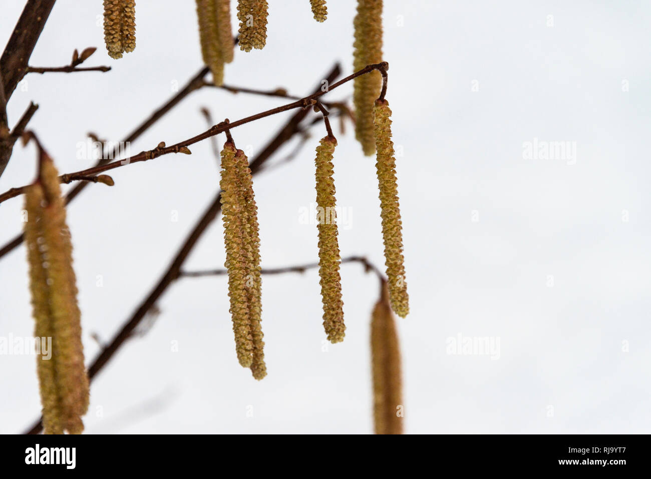 The male catkins of a common hazel (Corylus avellana Stock Photo - Alamy