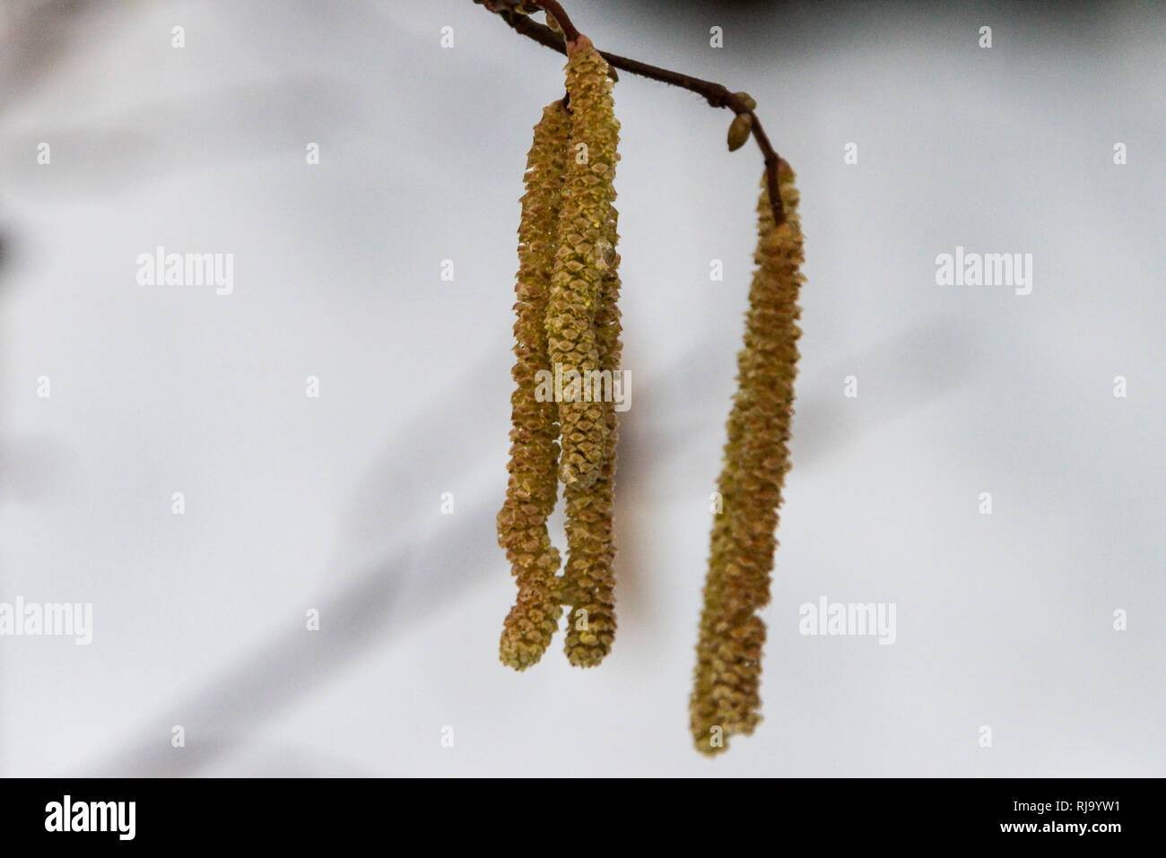 The male catkins of a common hazel (Corylus avellana Stock Photo - Alamy