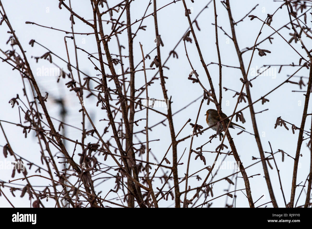Robin with hazel hi-res stock photography and images - Alamy