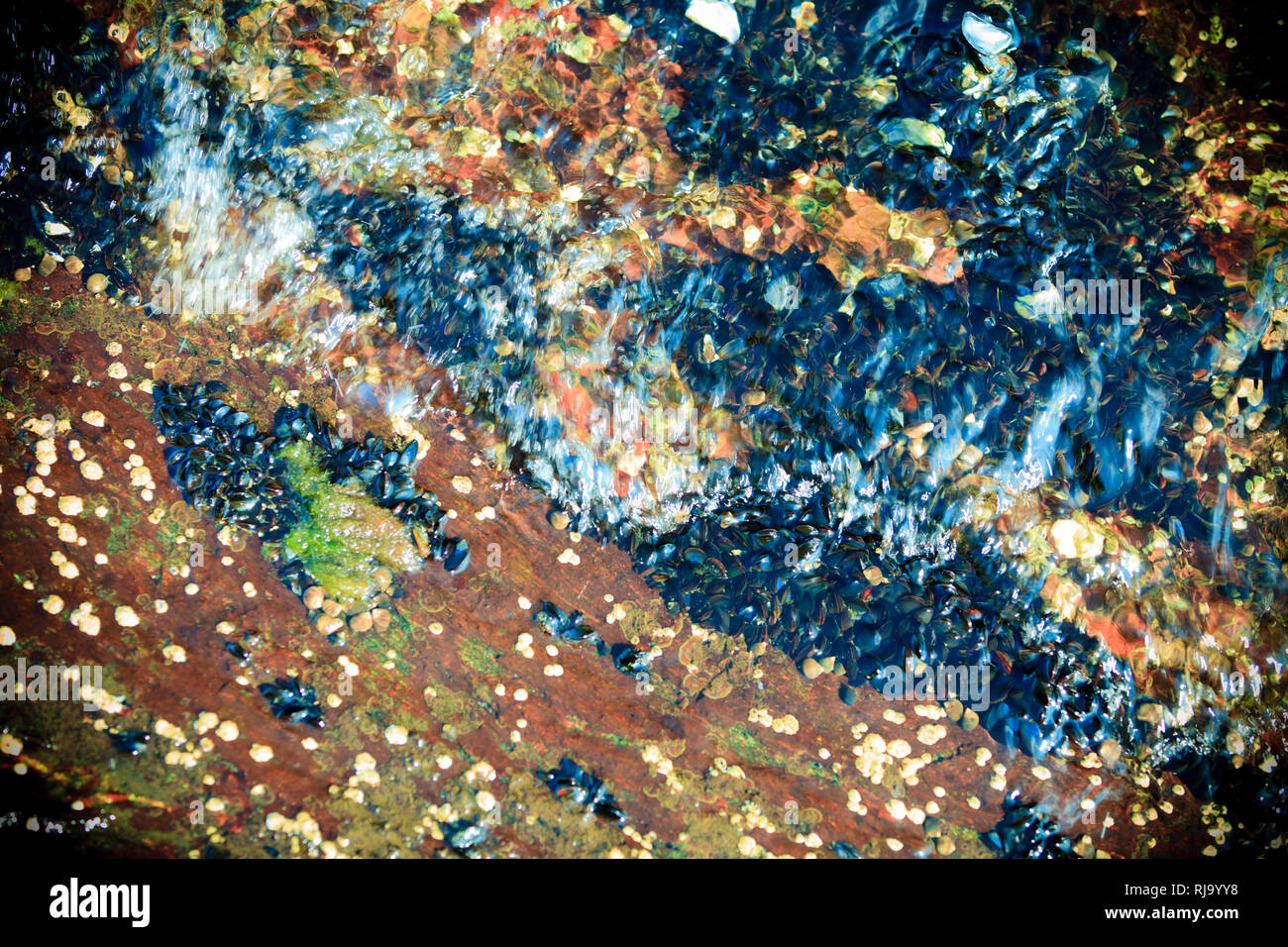 Abstract design texture background. Shells in water Stock Photo - Alamy