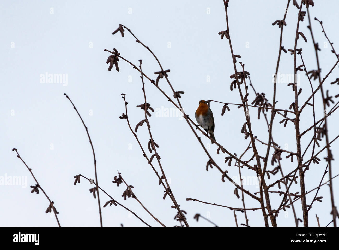 Common hazel bird hi-res stock photography and images - Alamy