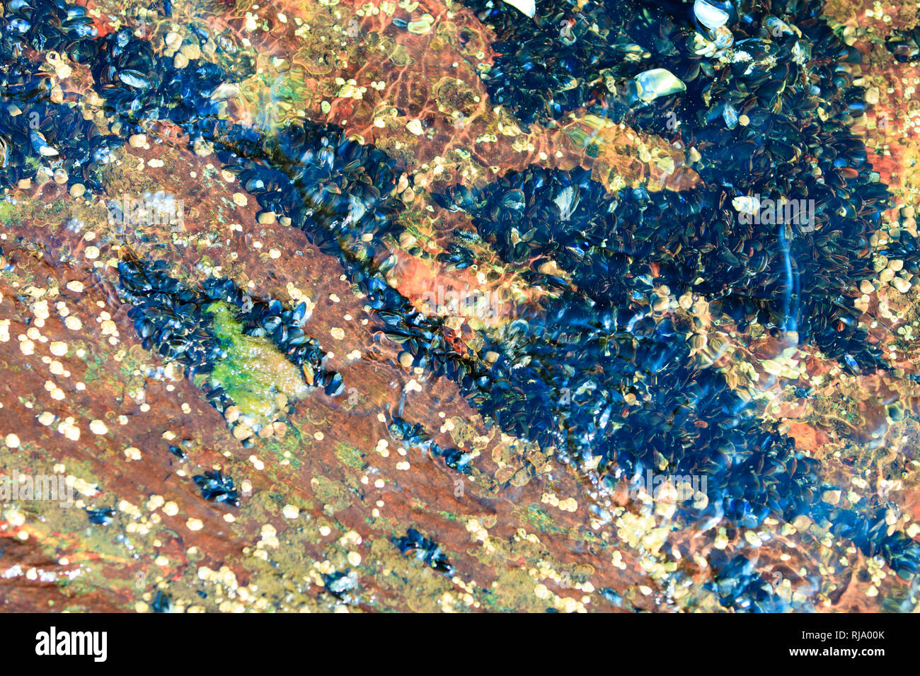 Abstract design texture background. Shells in water Stock Photo - Alamy