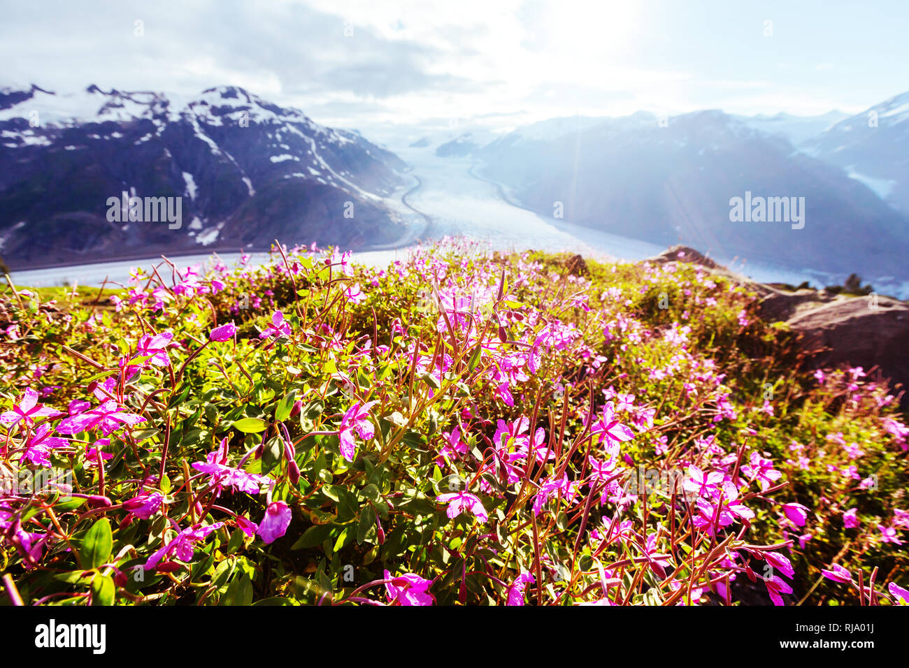 Salmon glacier in Stewart, Canada Stock Photo - Alamy