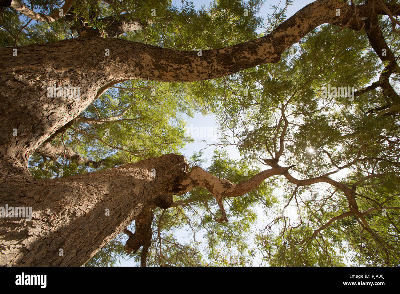 Fabaceae familyvillage hi-res stock photography and images - Alamy