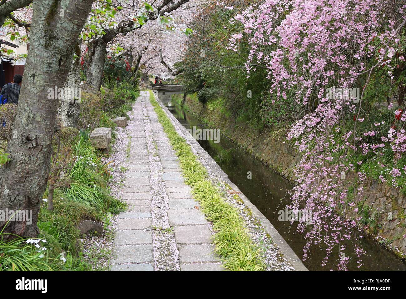 Kyoto, Japan - Philosopher's Walk, a hiking path famous for its cherry ...