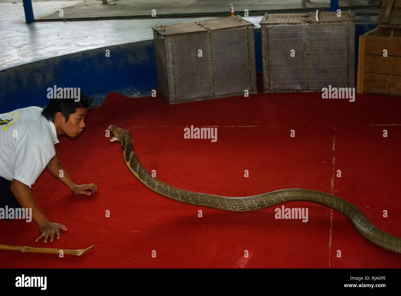 Phuket, Thailand - June 13, 2013: Cobra training, performance with ...