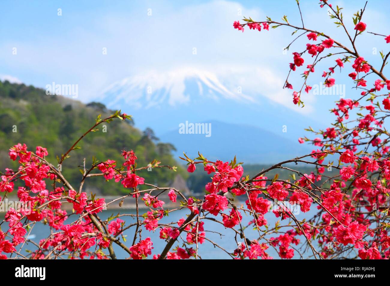 Japan landscape with Mount Fuji in backgrond. Ume plum tree blossom ...