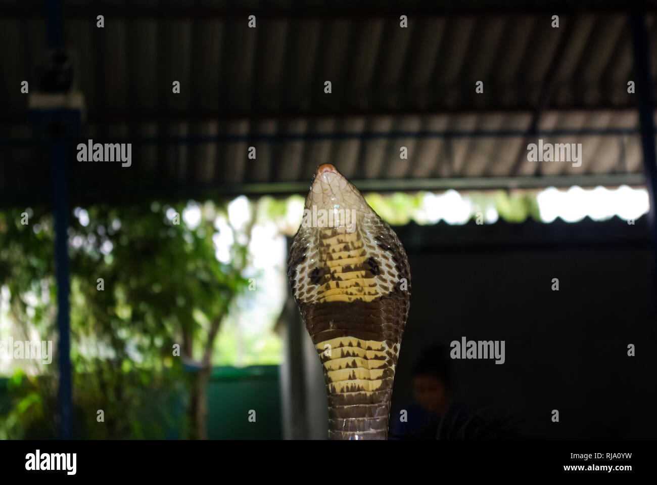 Snake cobra, close head view, cobra poisonous snake Stock Photo - Alamy